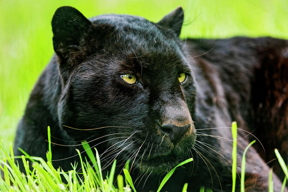 Wildlife expert debunks 'black panther' sighting in Texas