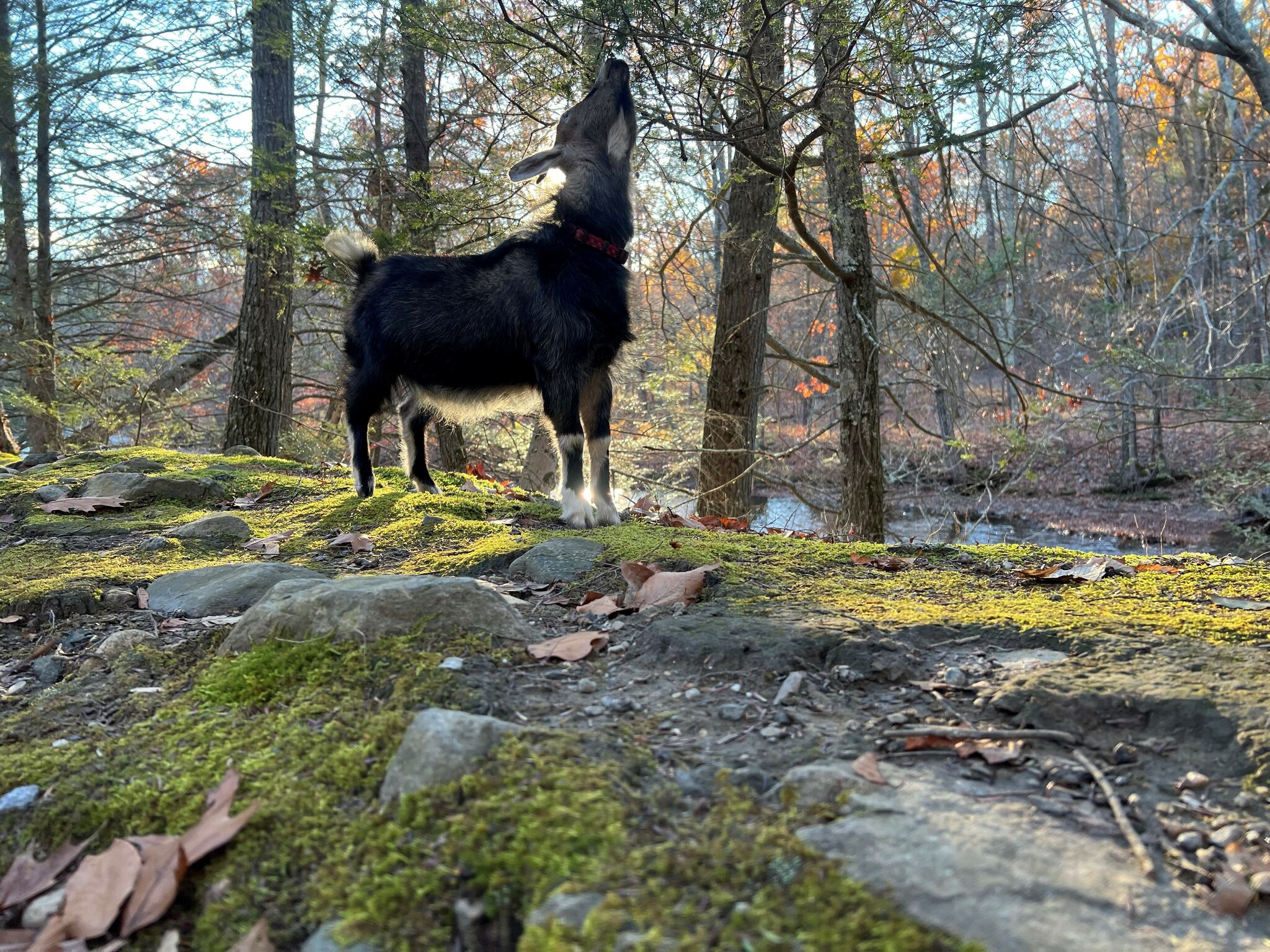 New Year's Day goat hike goes to trot through CT's Steep Rock Preserve