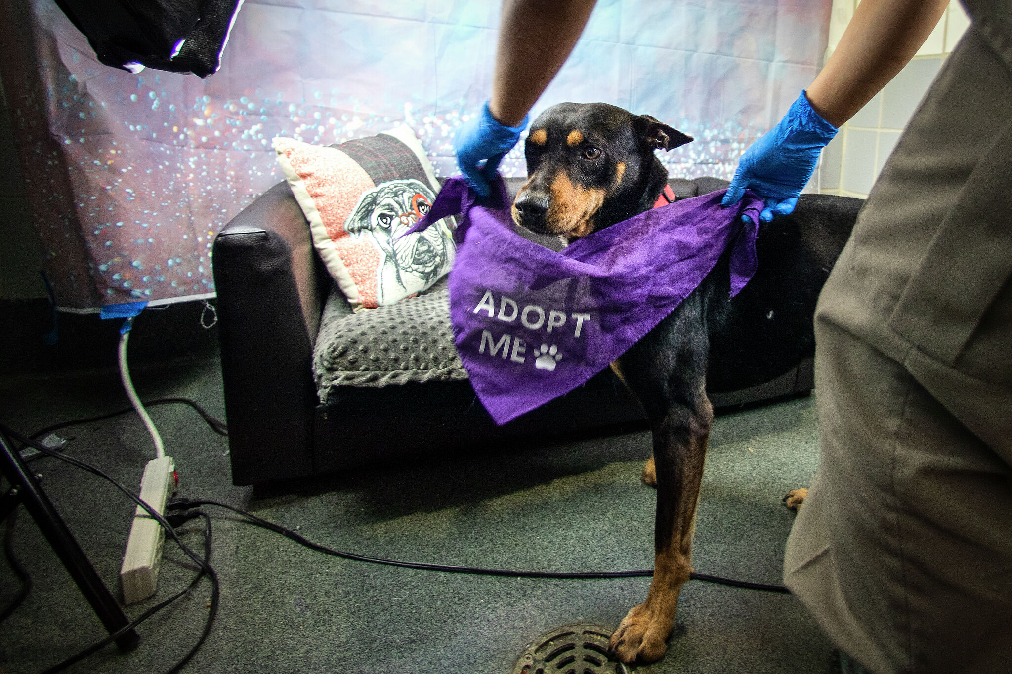 Houston BARC Animal Shelter at capacity amid holiday influx