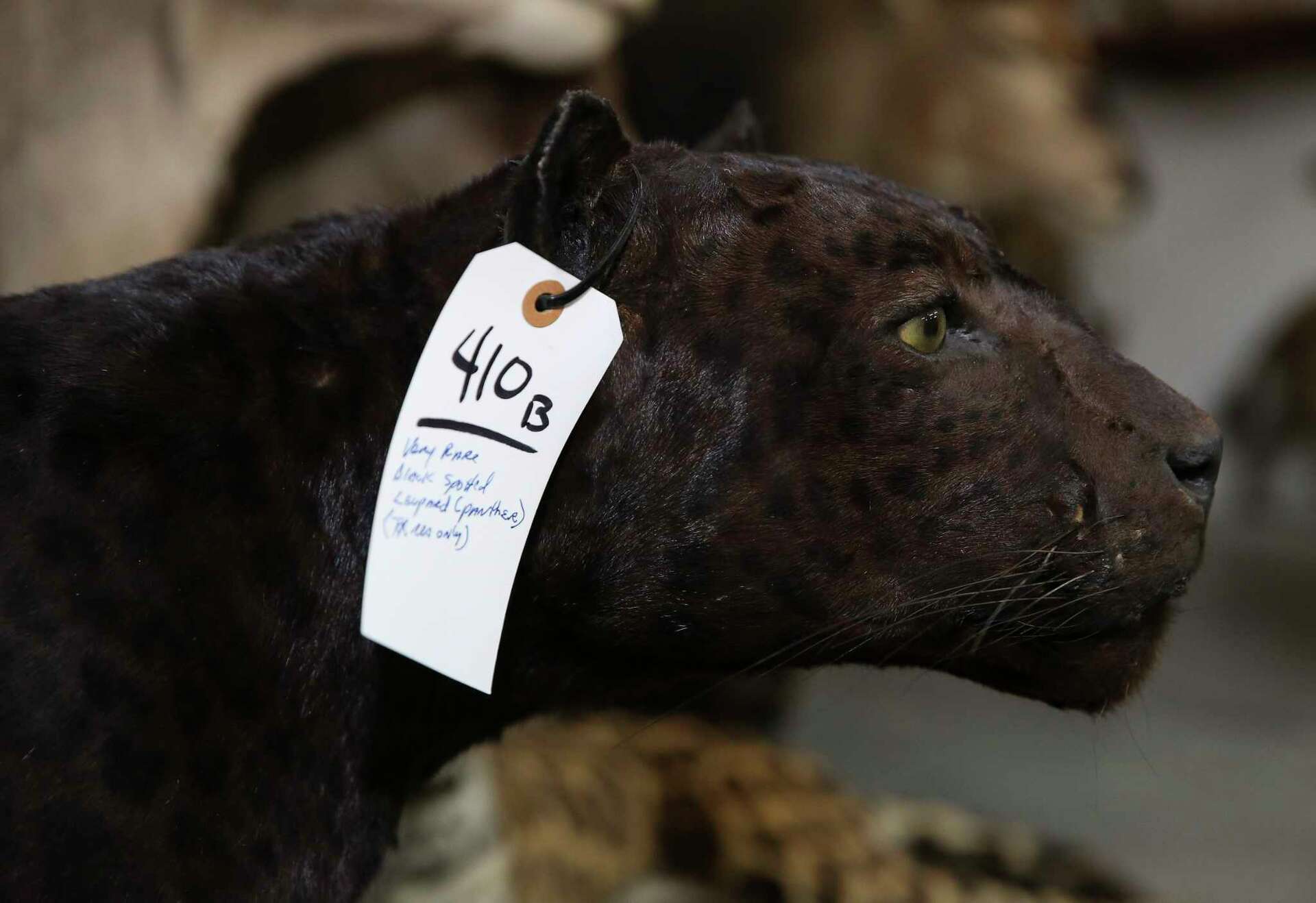 Texas black panther sighting debunked by wildlife experts