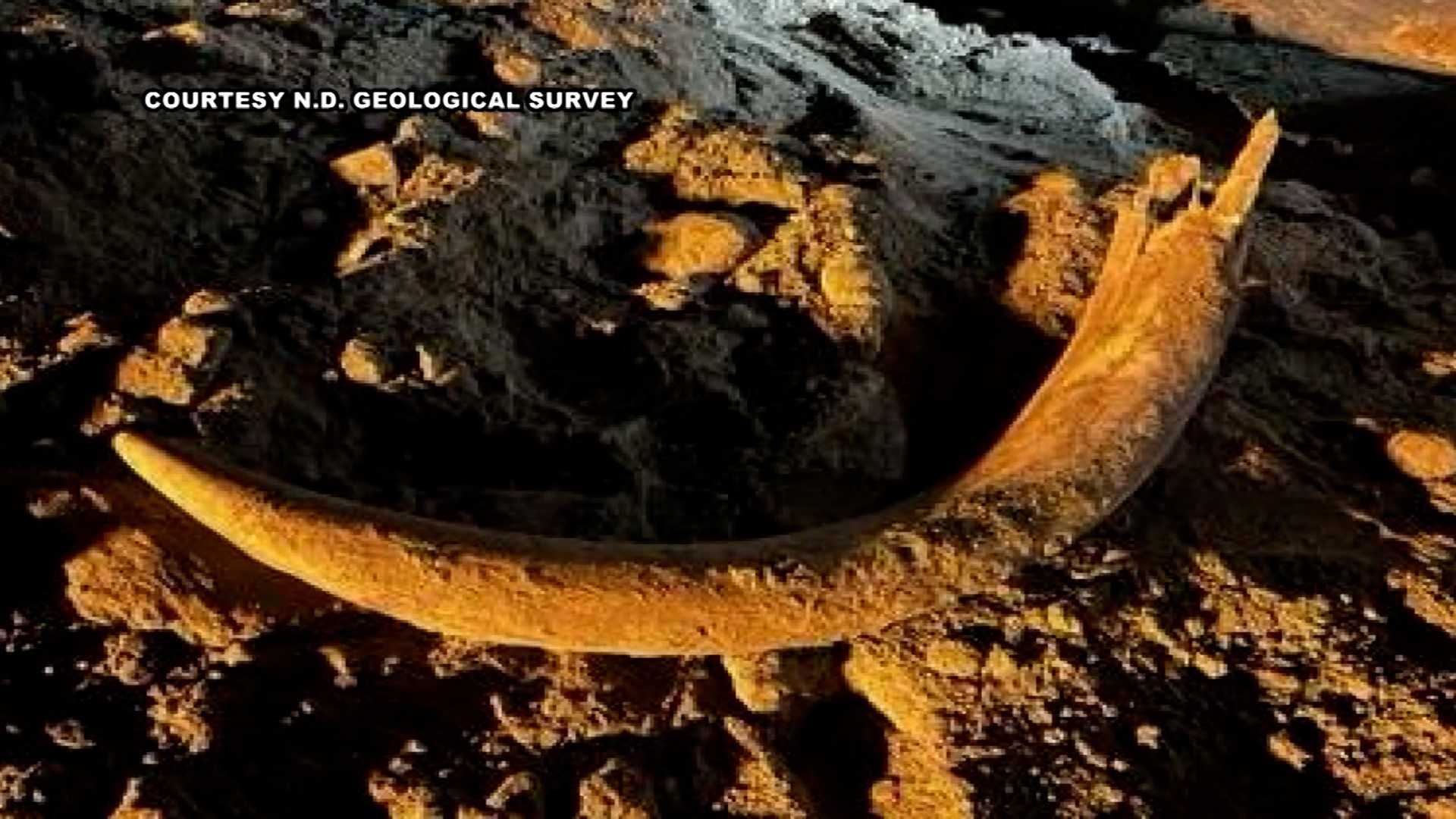 VIDEO: After 7-foot mammoth tusk is dug up by coal miners ...