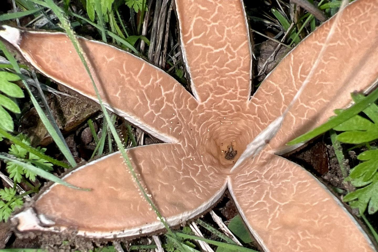 Texas star mushroom again spotted in Hill Country state park