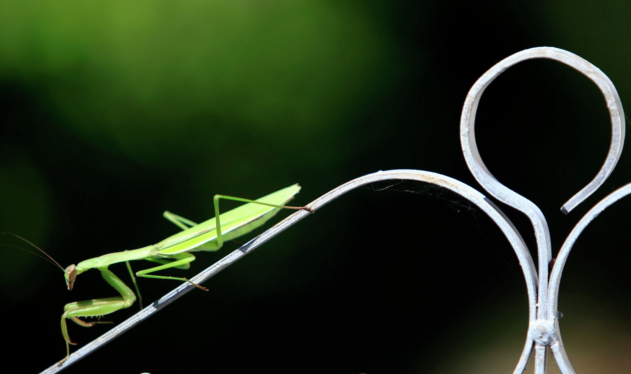 Move over mantis, some CT high school students want a new state insect