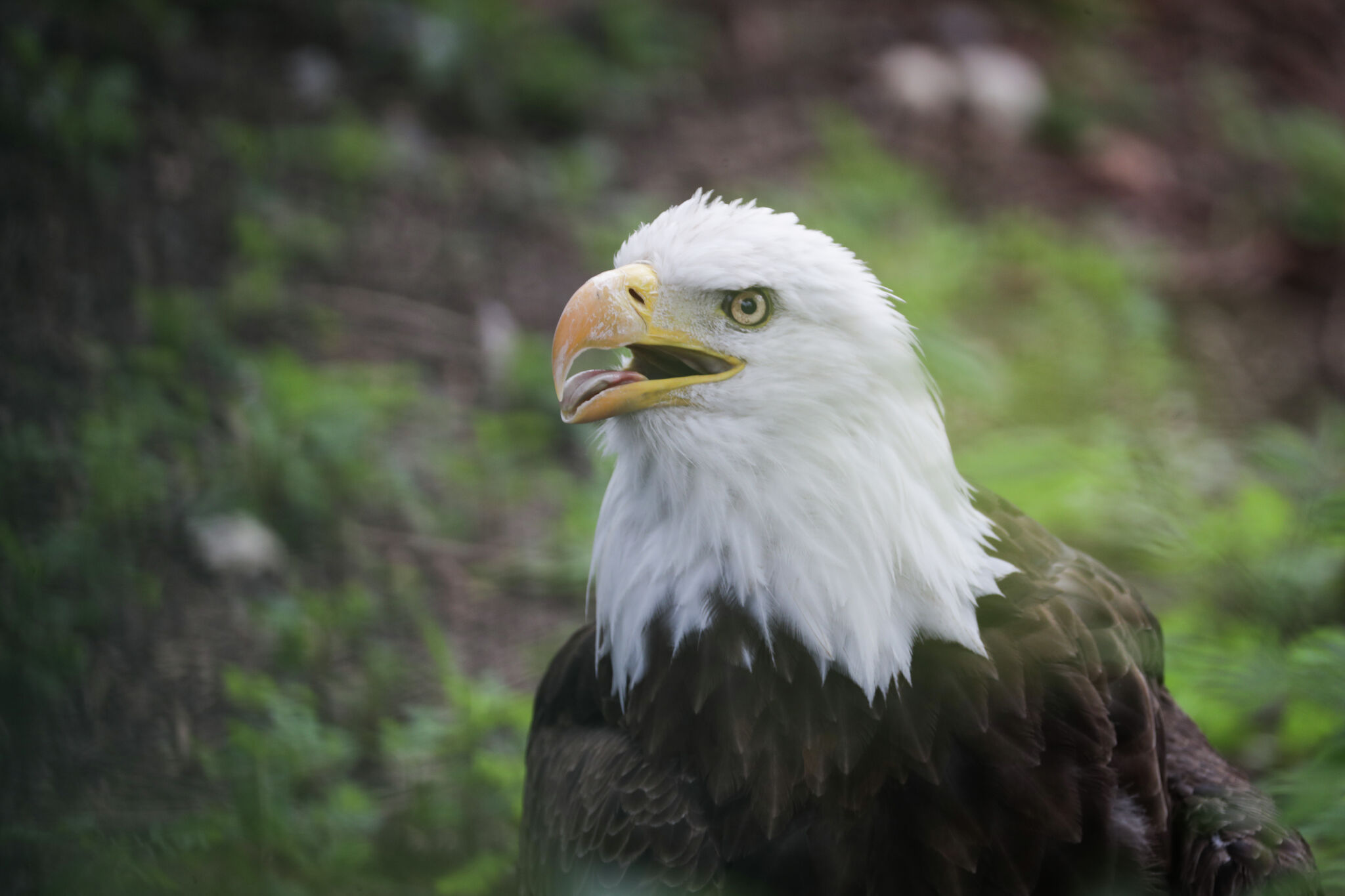 Bald eagles are nesting in Texas: What to know