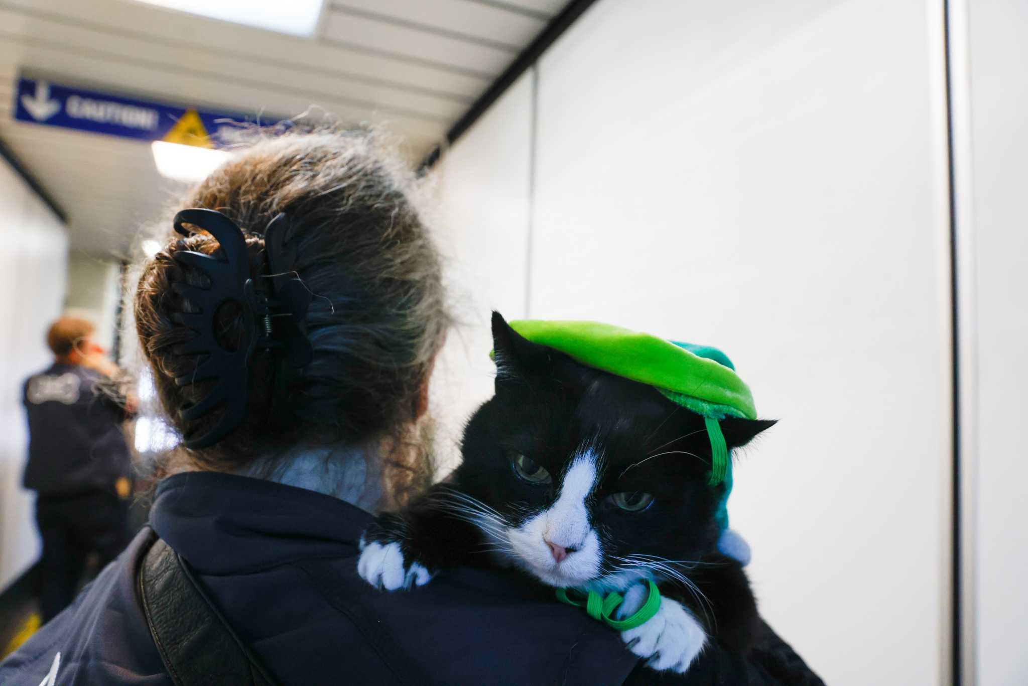 Inside the fabulous lives of SFO’s therapy animals