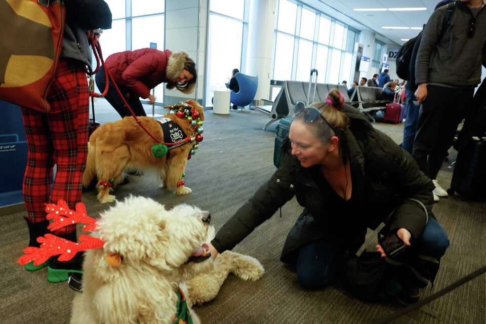 Inside the fabulous lives of SFO’s therapy animals