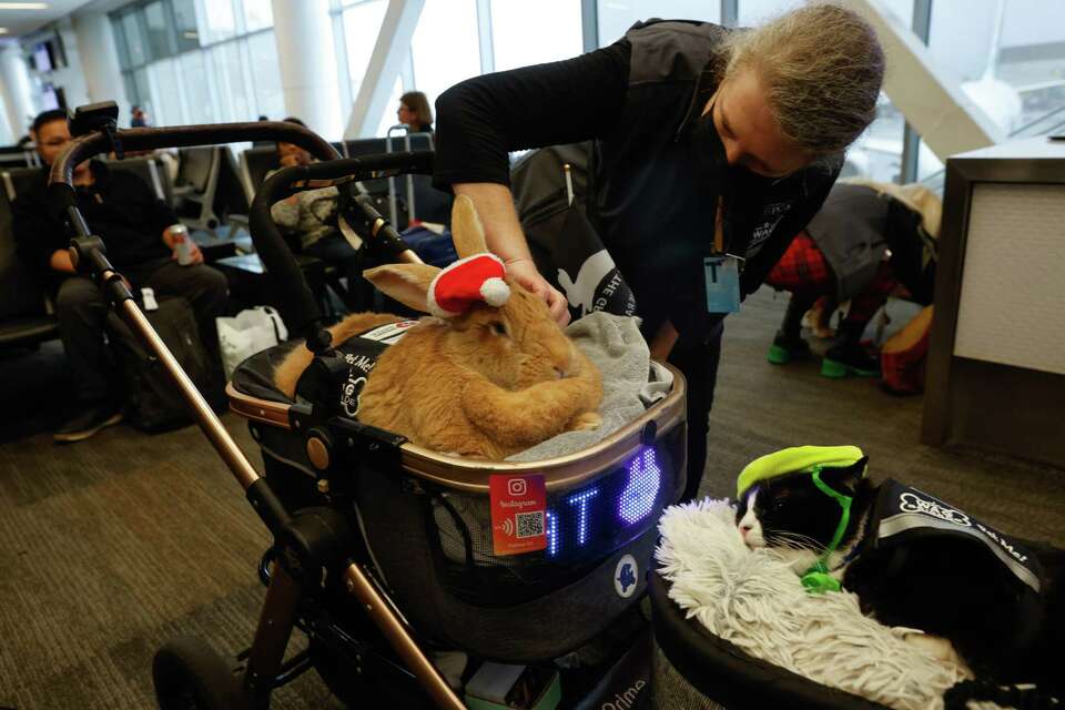 Inside the fabulous lives of SFO’s therapy animals