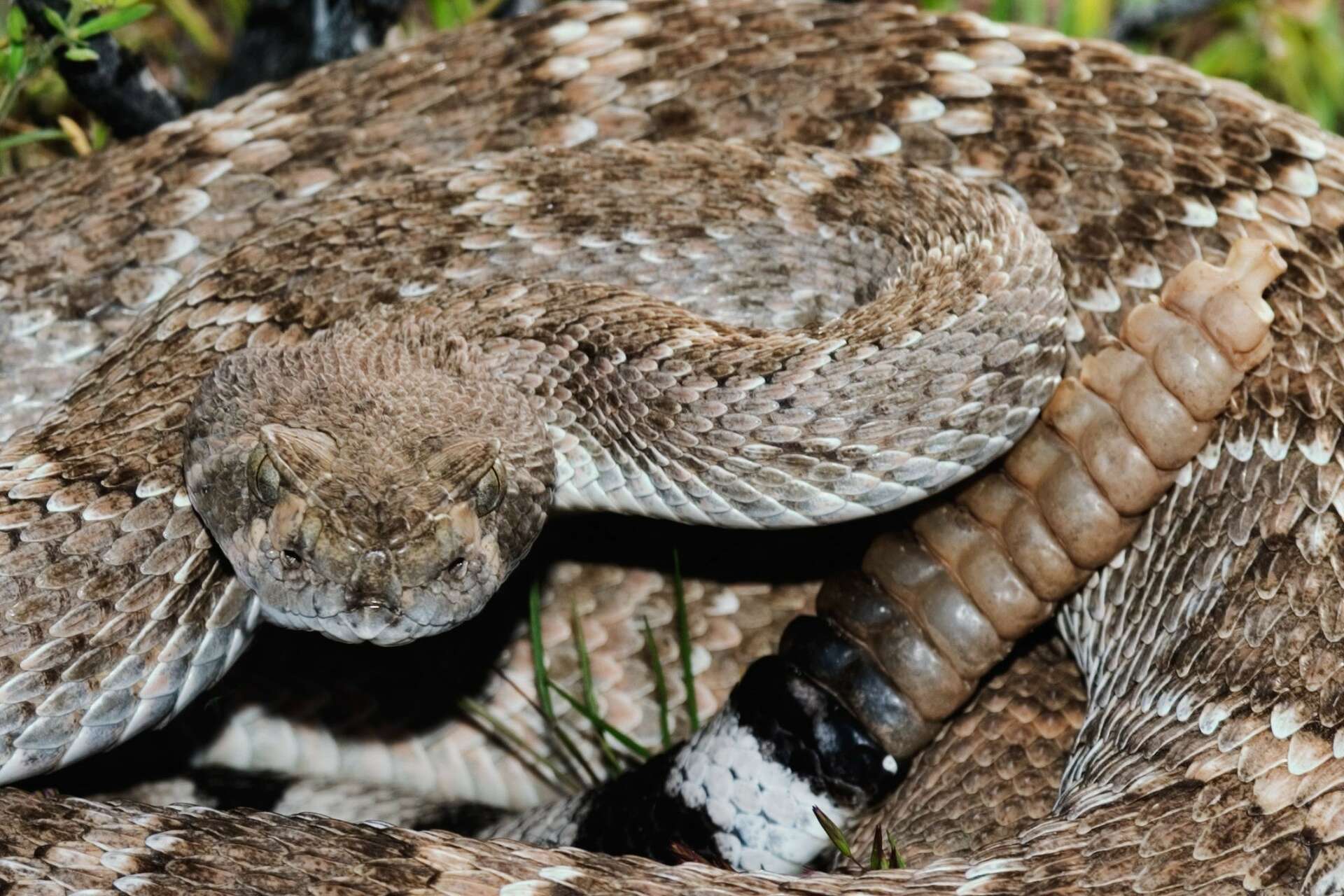 Texas parks officials warn of rattlesnakes on beaches