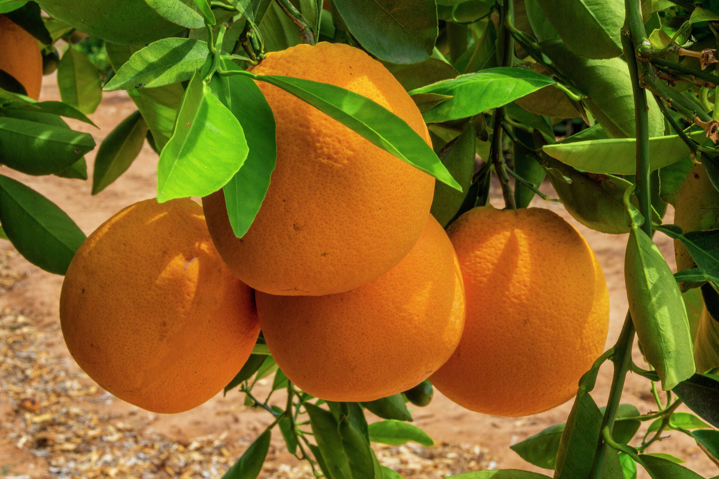 Calif. Citrus State Historic Park is an overlooked roadside attraction