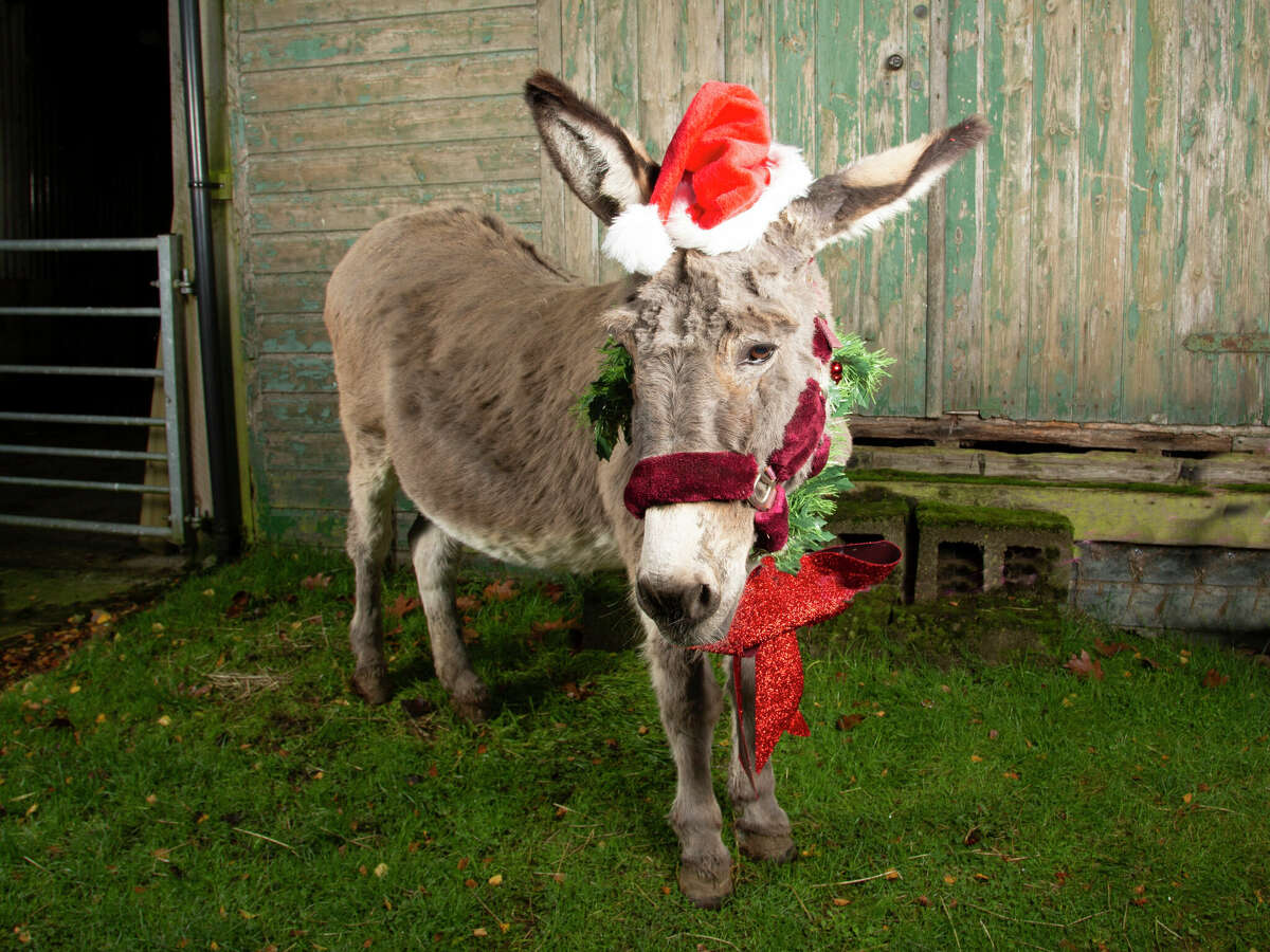 I can't stand 'The Little Drummer Boy' and these Christmas songs