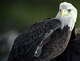 Shepaug Dam in Southbury opens bald eagle observatory for 38th season