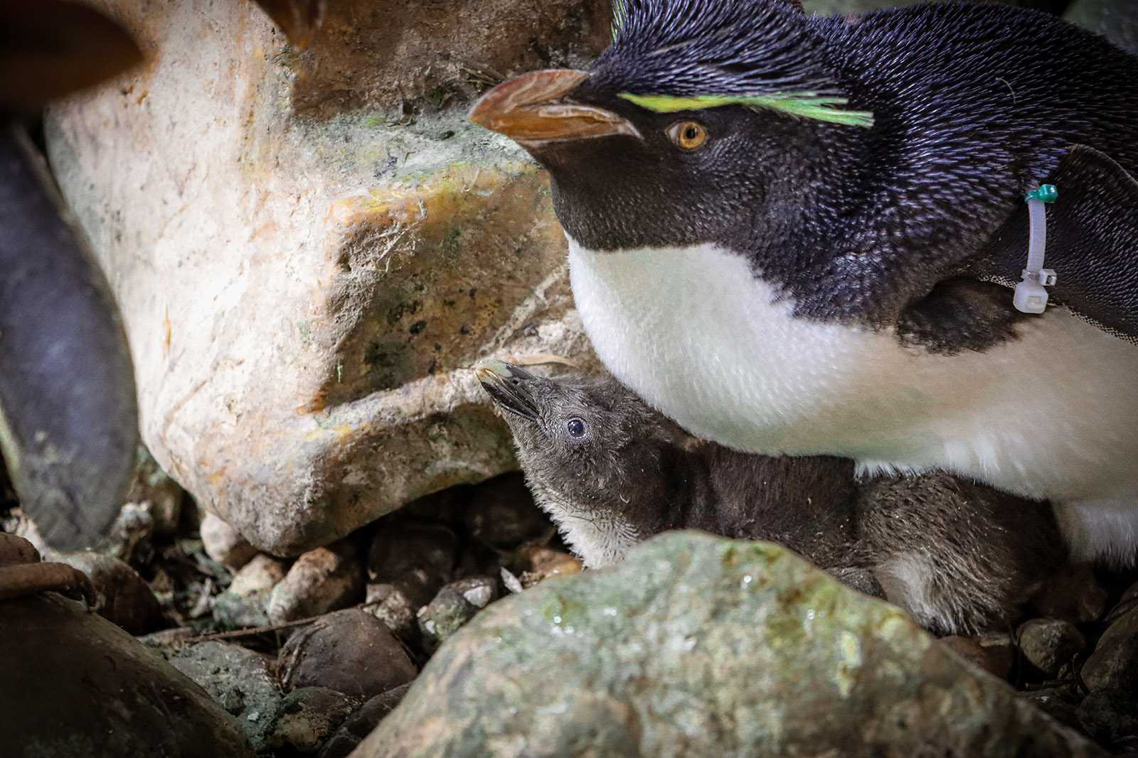 How cute! 10 Southern rockhopper chicks hatched in a zoo's penguin habitat