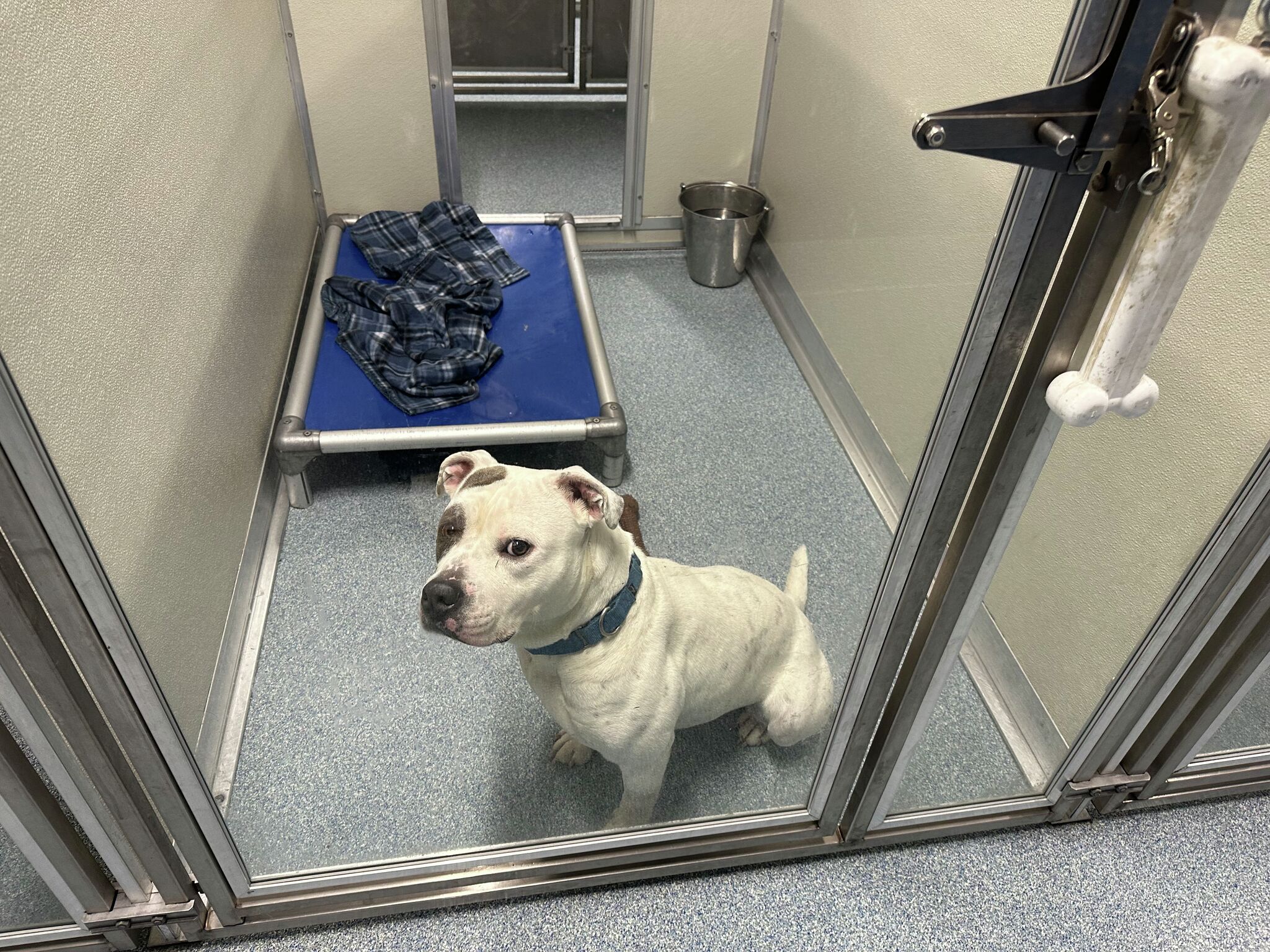 Morning of Kindness brings donations to Mohawk Hudson Humane Society