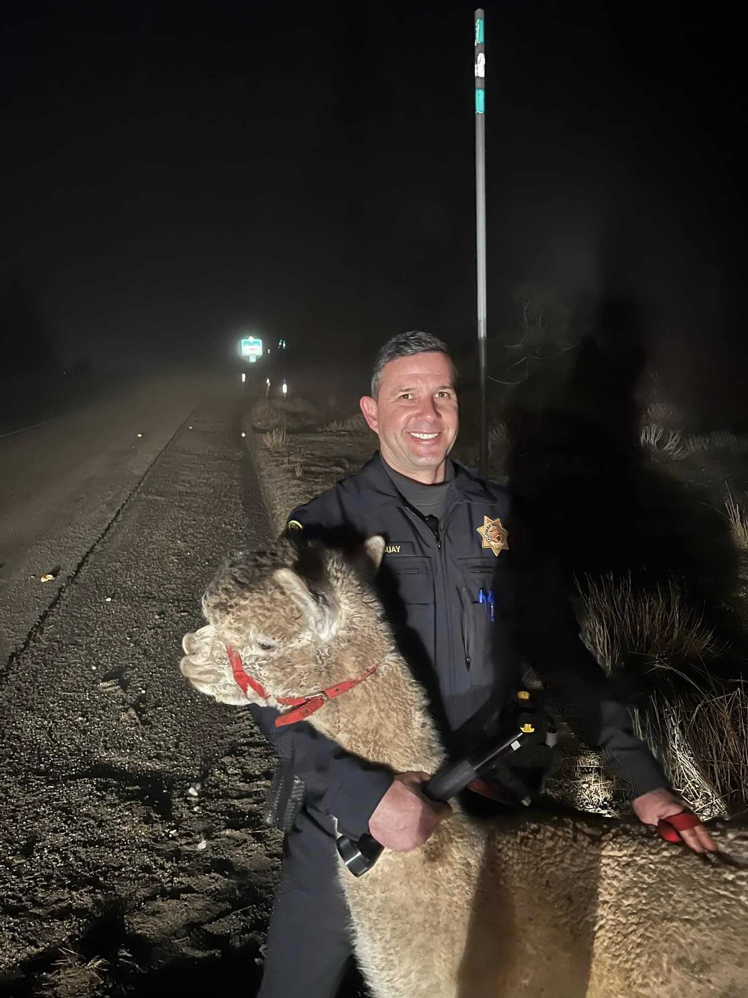 'Looking for Santa': California officer apprehends Challenger the llama ...