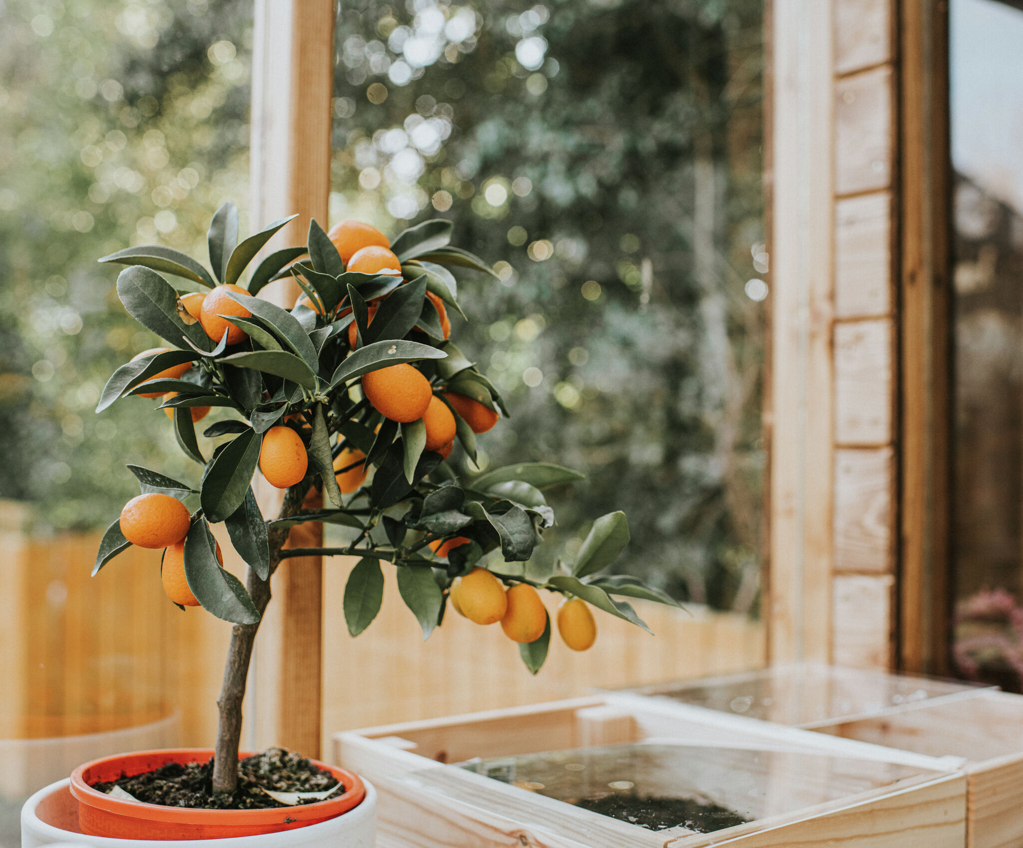 Growing citrus indoors brings sunshine inside