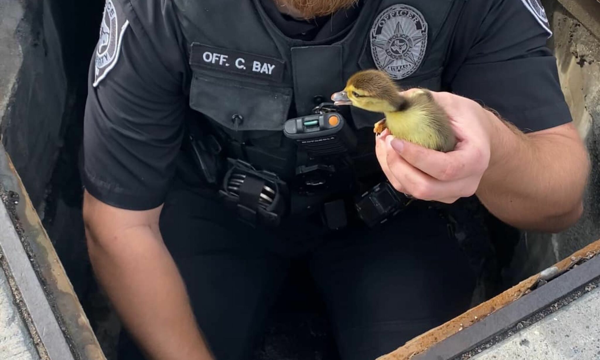 League City police officers rescue 11 ducklings from storm drain