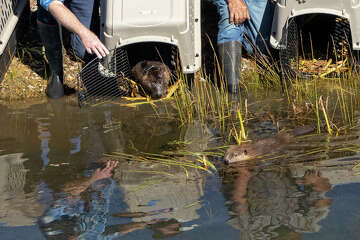 Native Calif. species released in the wild for first time in 75 years