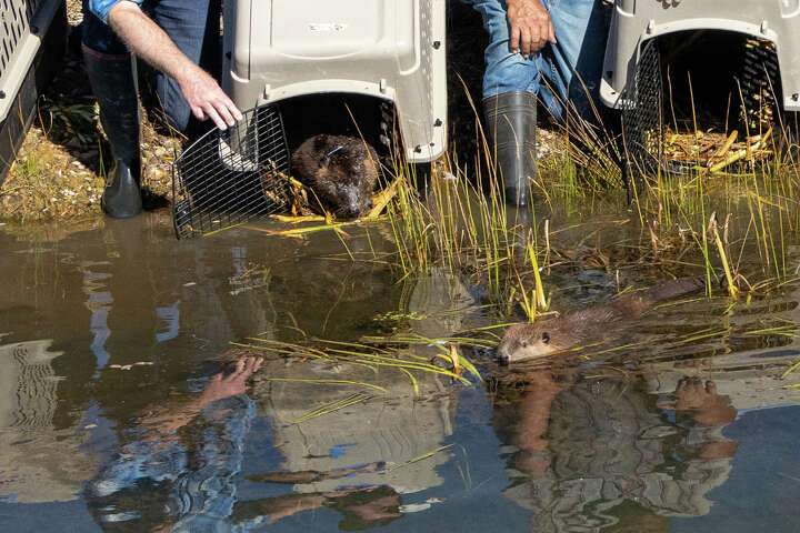 Native Calif. species released in the wild for first time in 75 years