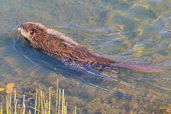 Native Calif. species released in the wild for first time in 75 years