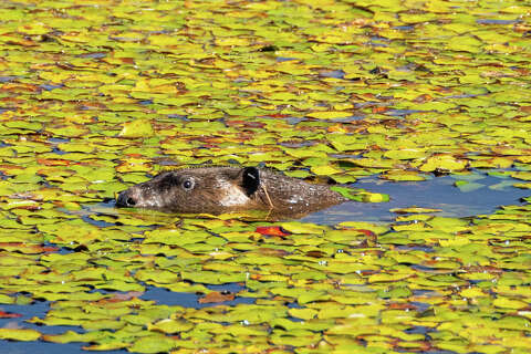 Native Calif. species released in the wild for first time in 75 years