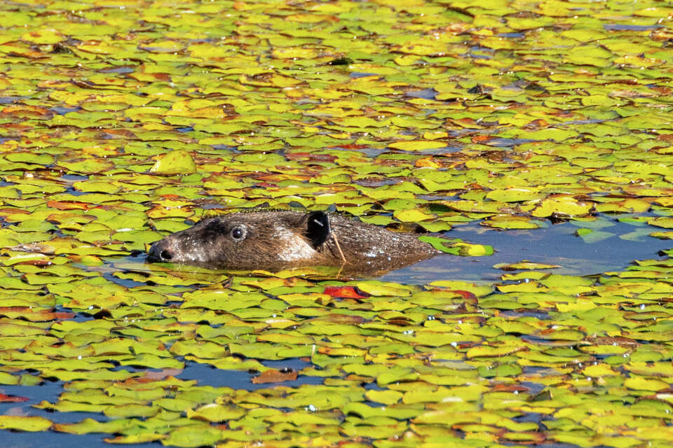 Native Calif. species released in the wild for first time in 75 years