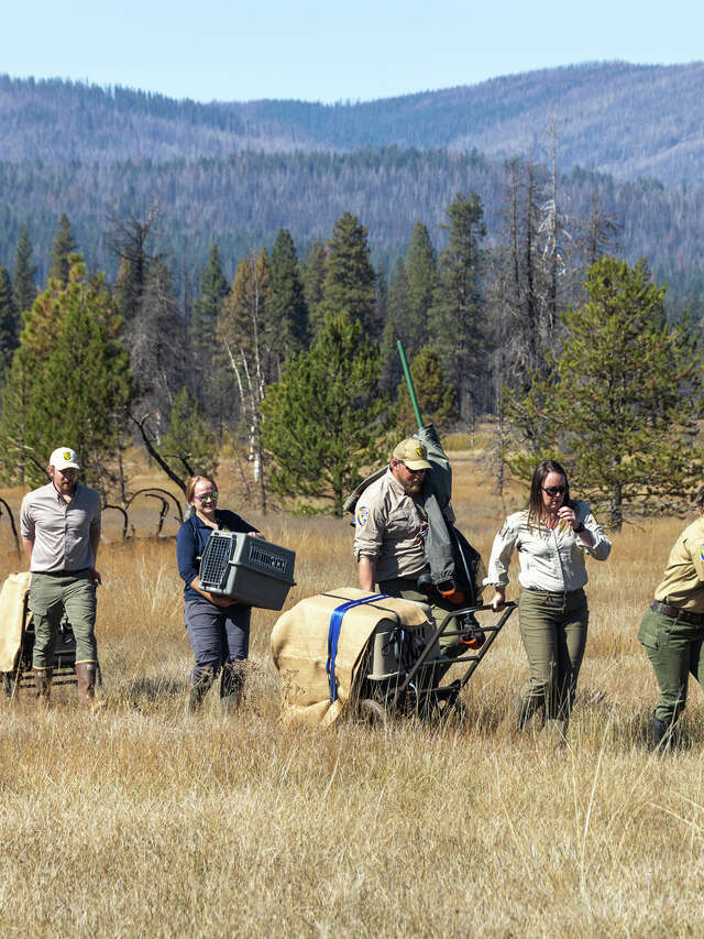 Native Calif. species released in the wild for first time in 75 years
