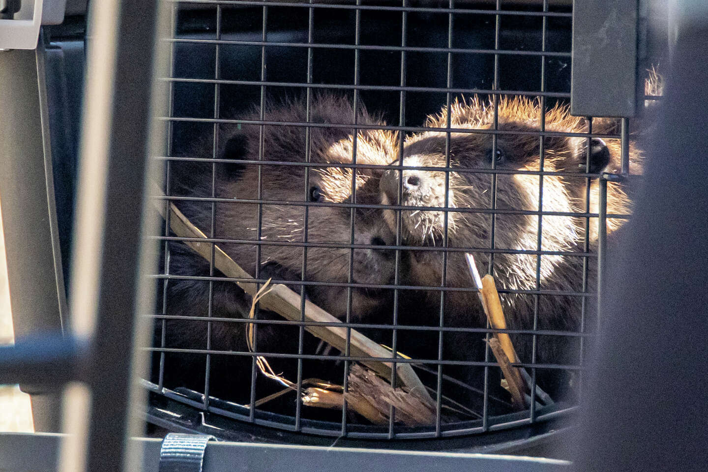 Native Calif. species released in the wild for first time in 75 years