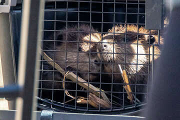 Native Calif. species released in the wild for first time in 75 years