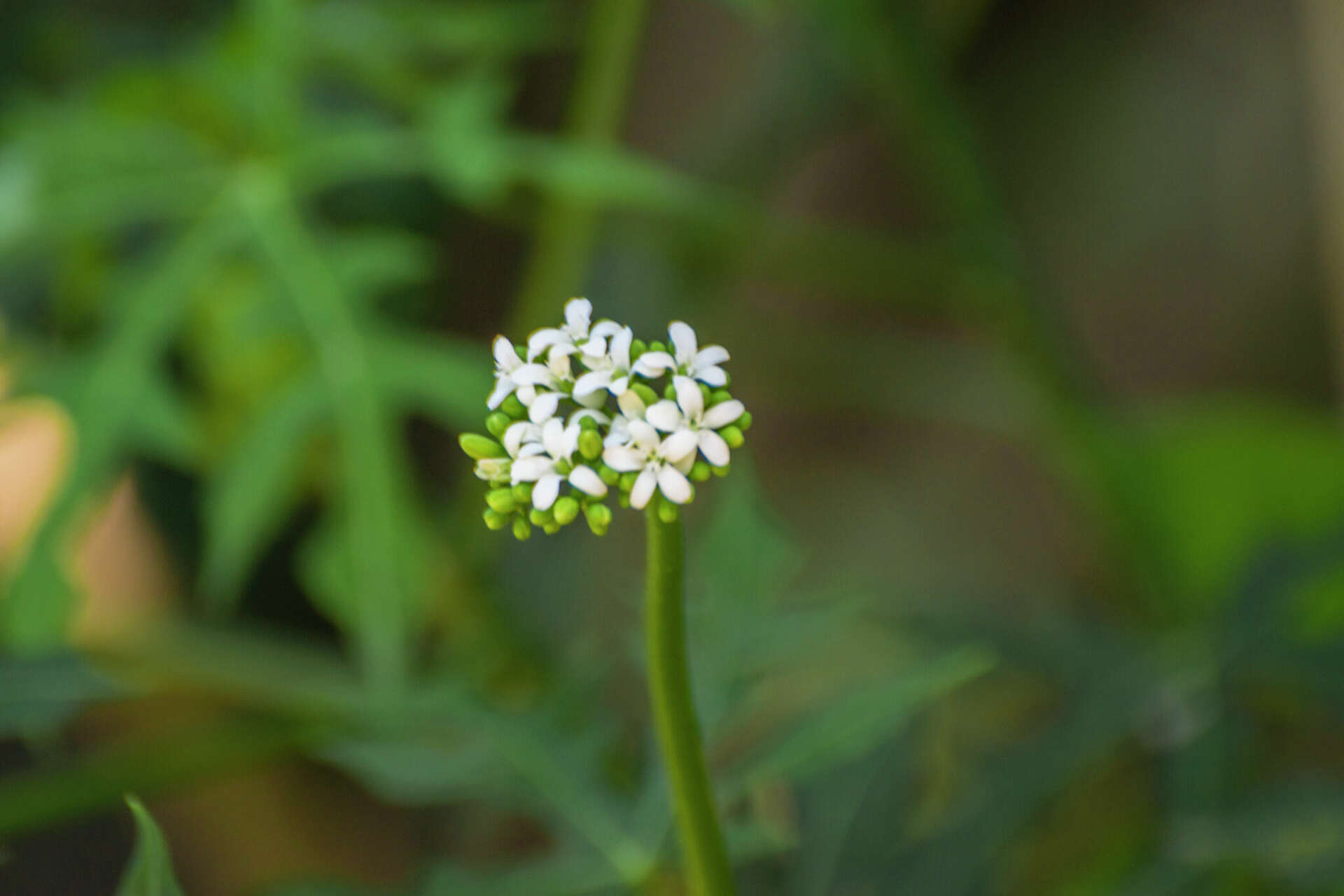 Highly toxic plant masquerading as wildflower found in Texas