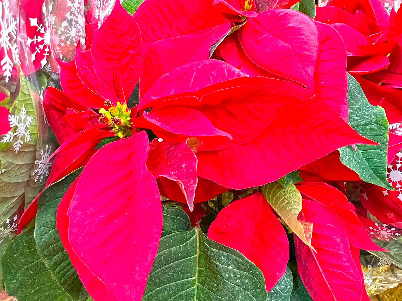 Poinsettia care: Keep your holiday plants thriving year-round