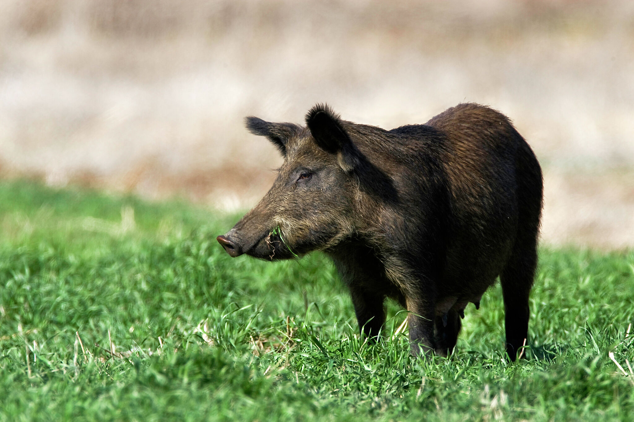 New poison is 'highly effective' on feral hogs in Texas