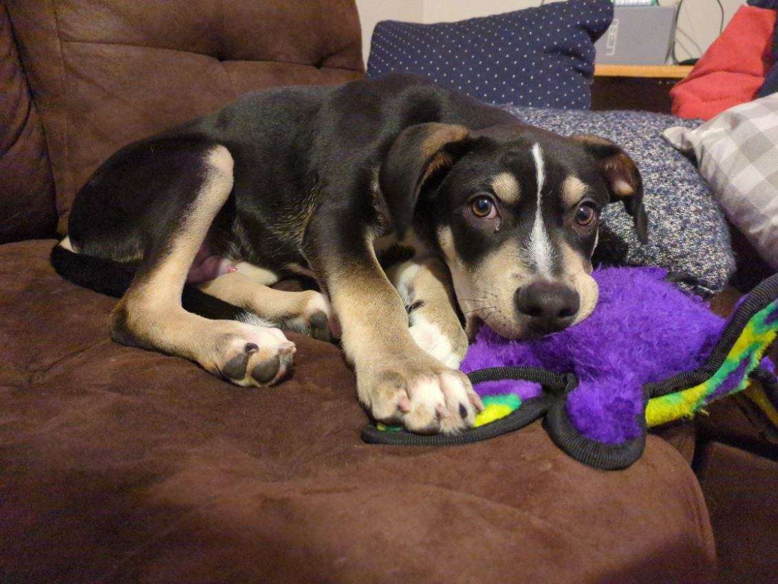 Hamden shelter matches dogs with families for holiday sleepovers
