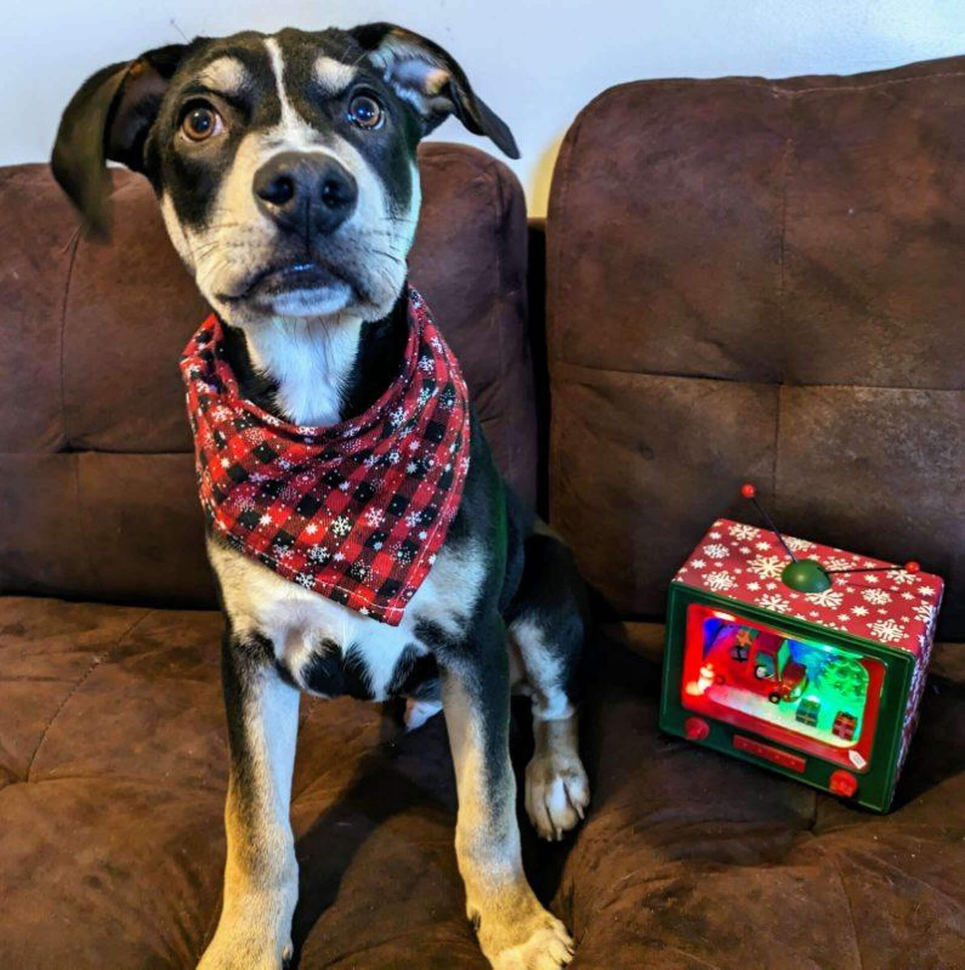 Hamden shelter matches dogs with families for holiday sleepovers