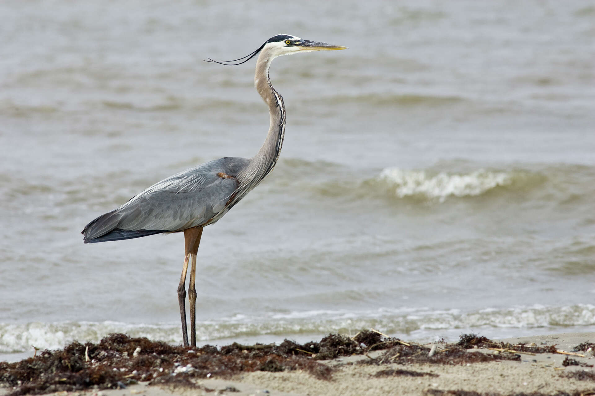 A beginner's guide to Gulf Coast bird-watching in Houston