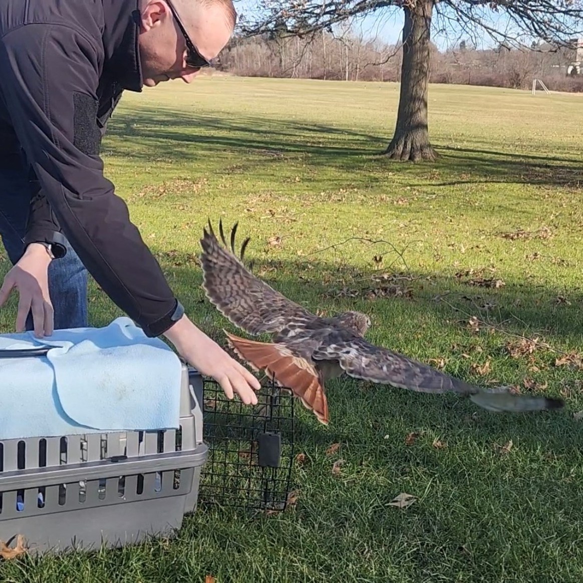 Enfield cop rescues injured hawk, helps release it back into the wild