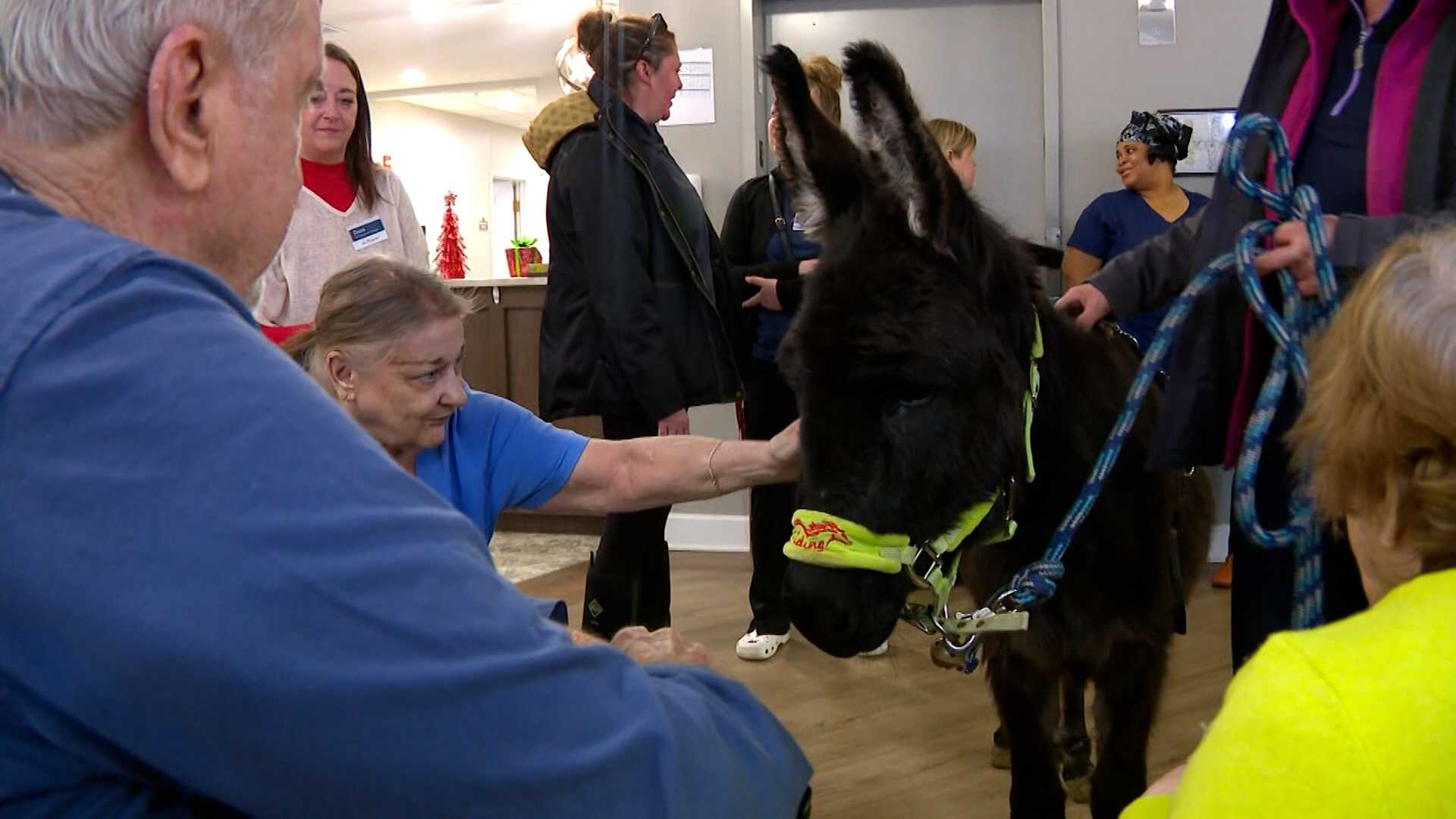 Video: Tiptoe the 'therapy donkey' hee-haws into the hearts of senior ...