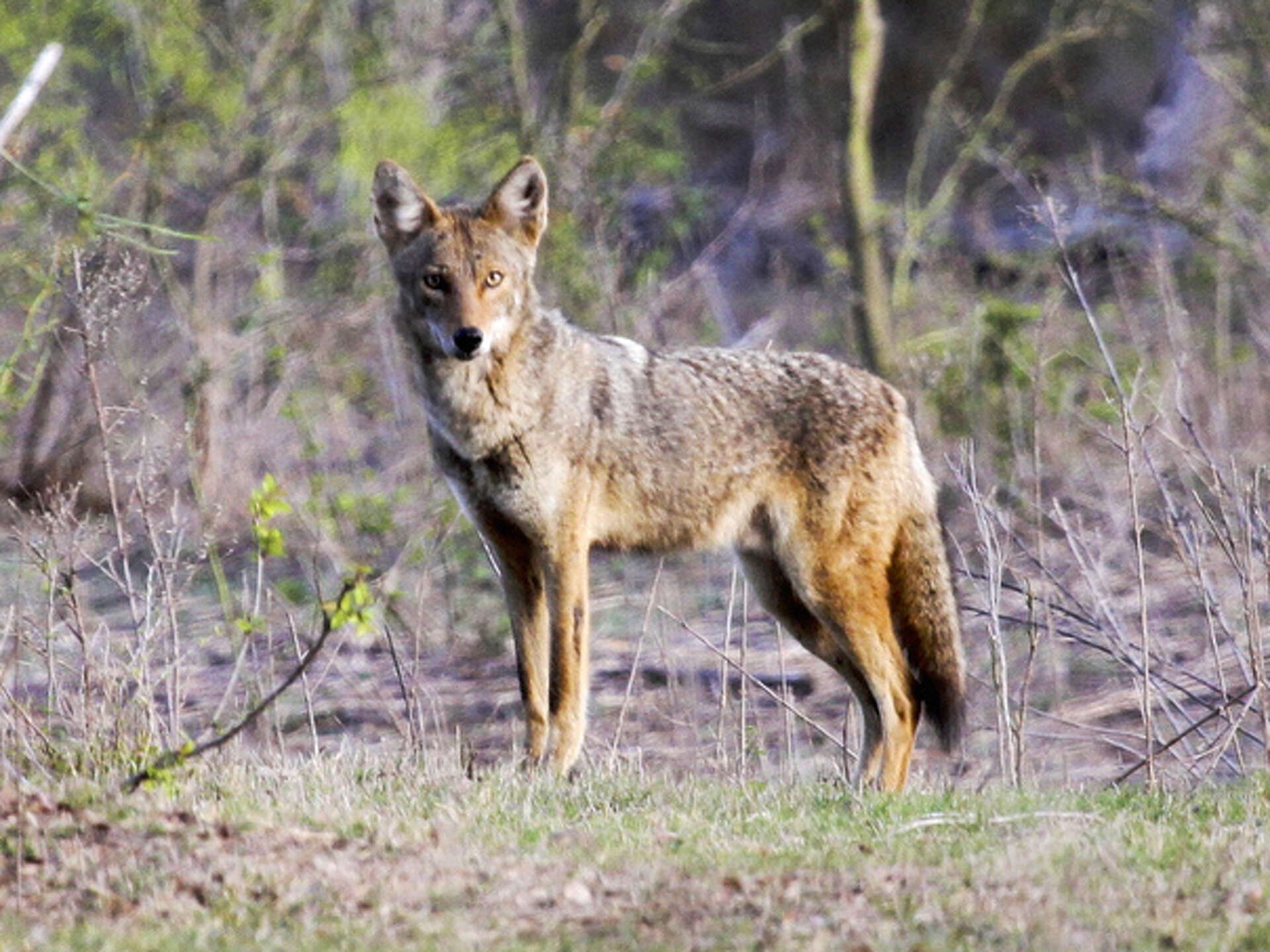 Houston coyote sightings can put people on edge. Here's what to know