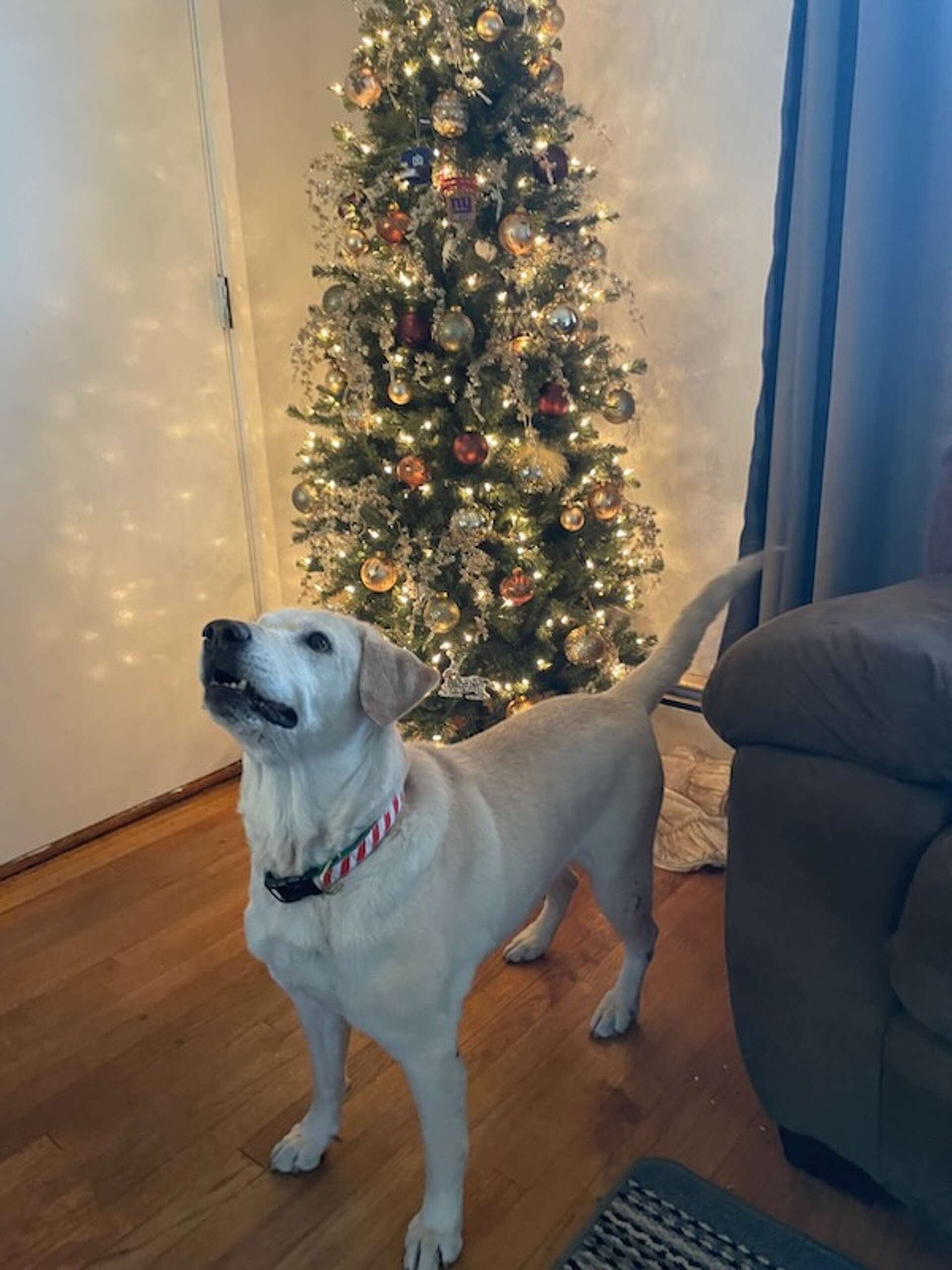 Hamden shelter matches dogs with families for holiday sleepovers