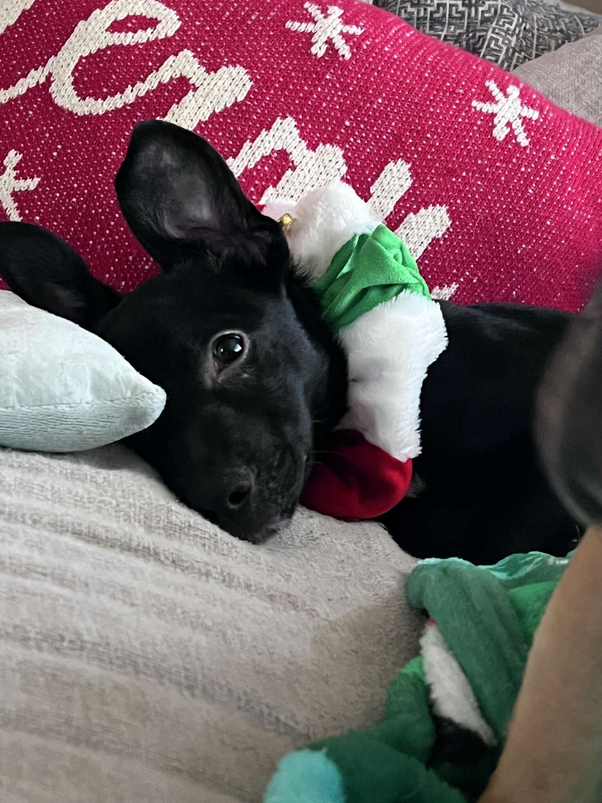 Hamden shelter matches dogs with families for holiday sleepovers