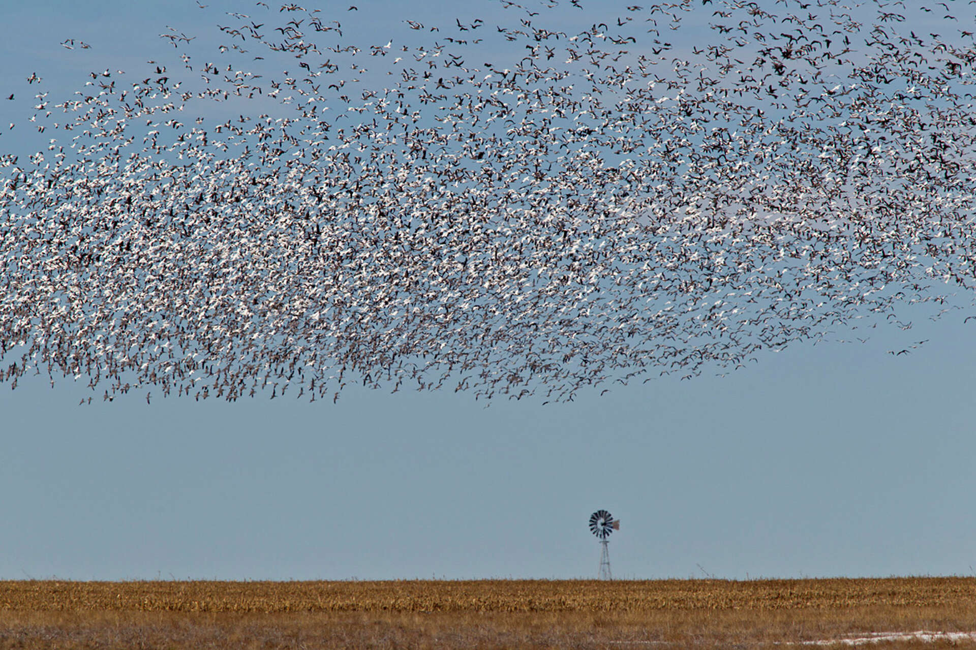 Snow geese are among the migrating flocks dotting Houston skies