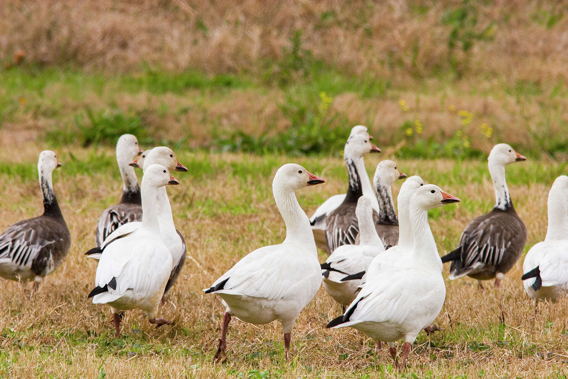 Flocks of snow geese arrive in Fort Bend County for winter