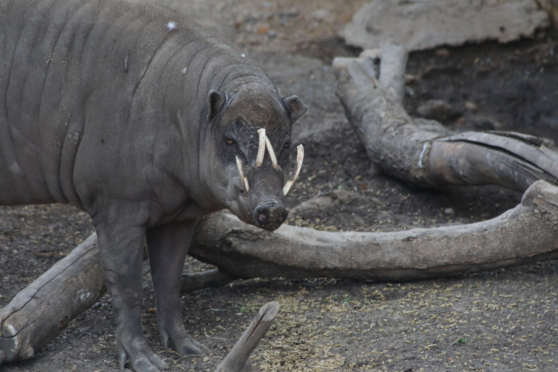 The San Antonio Zoo celebrates its first babirusa piglet birth