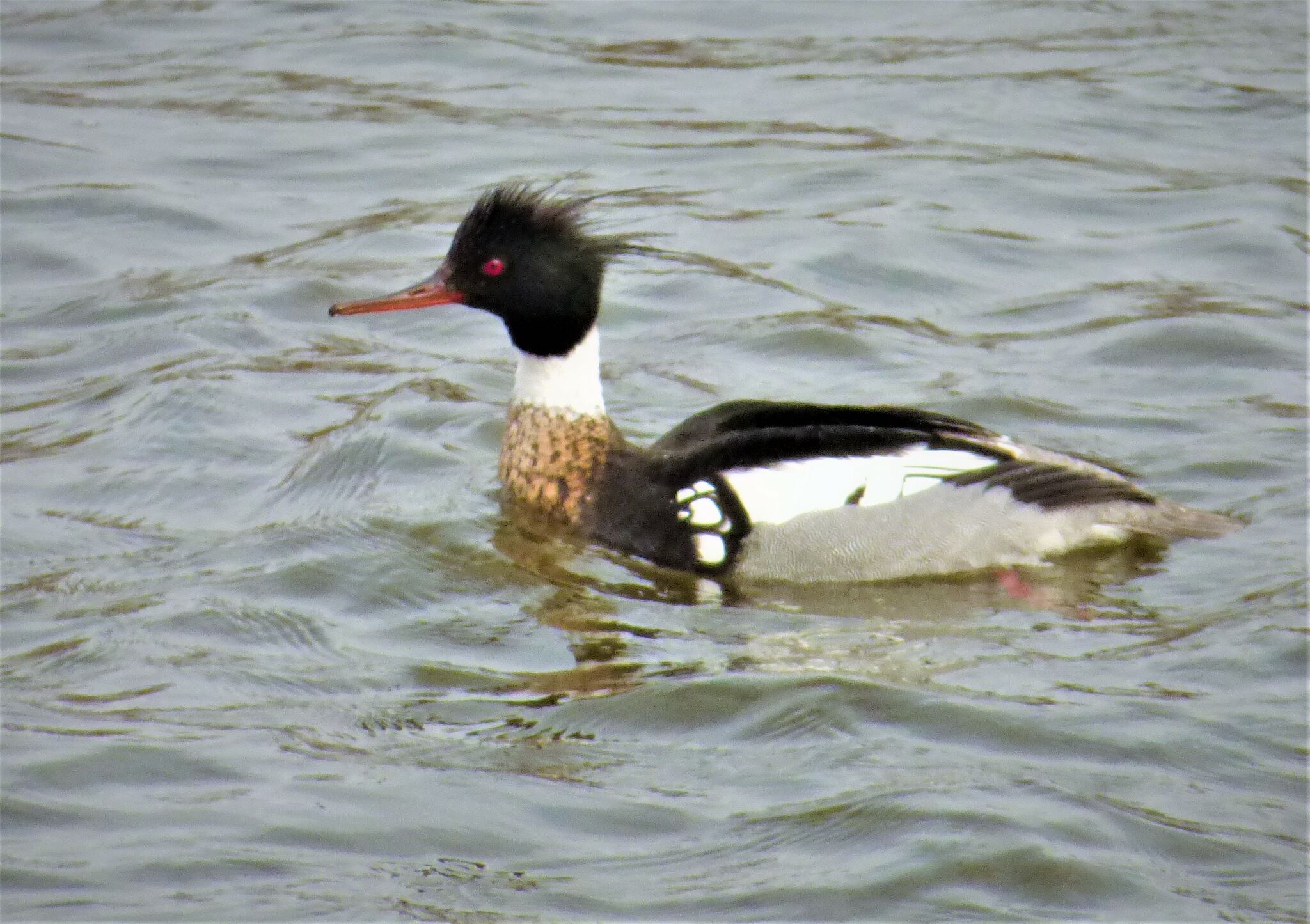 Ducks, geese and swans make winter visit to Michigan waters