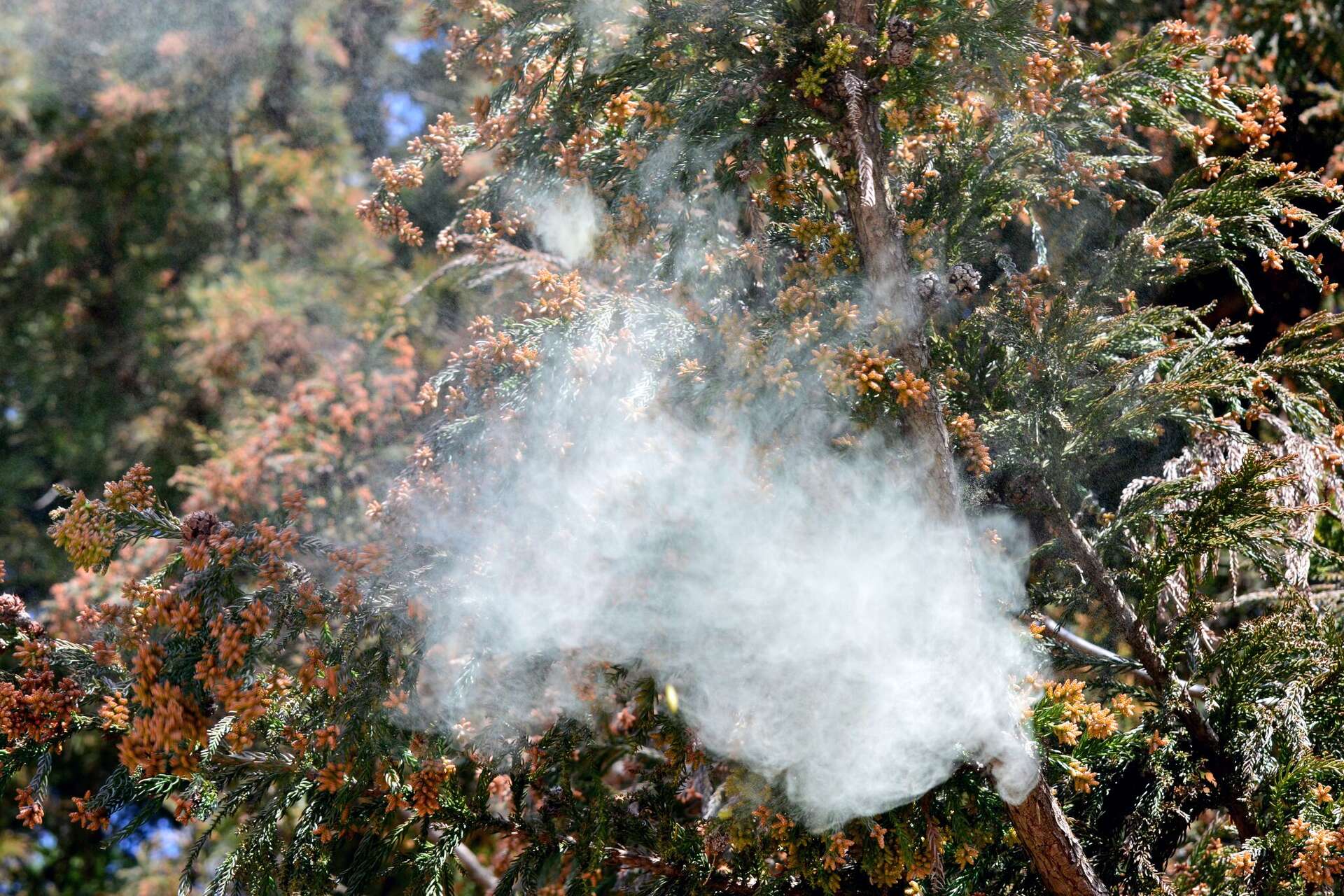 Cedar trees seen unleashing clouds of pollen in Texas