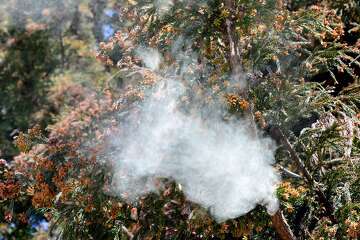 Cedar trees seen unleashing clouds of pollen in Texas