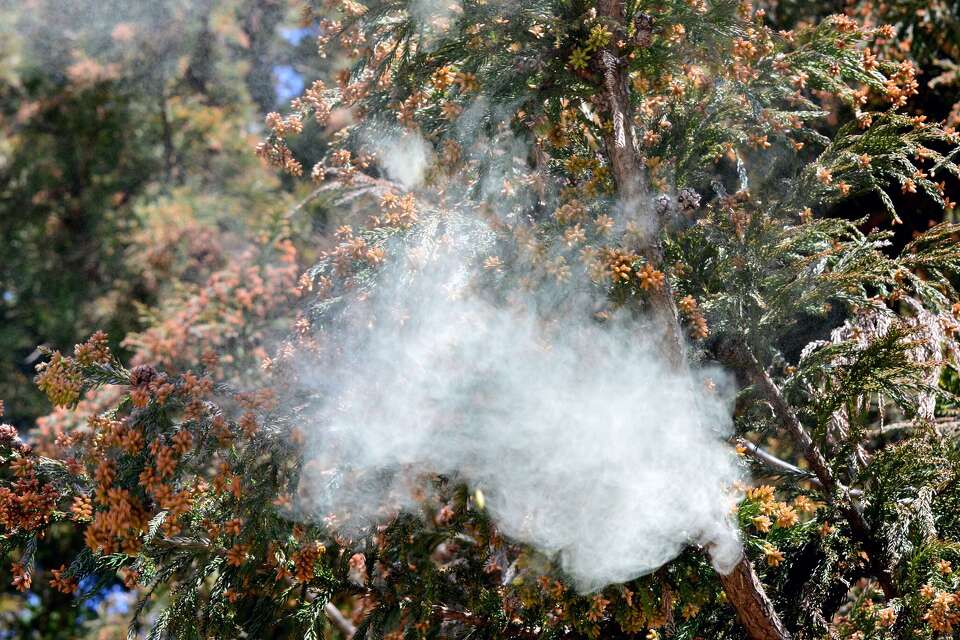 Cedar trees seen unleashing clouds of pollen in Texas