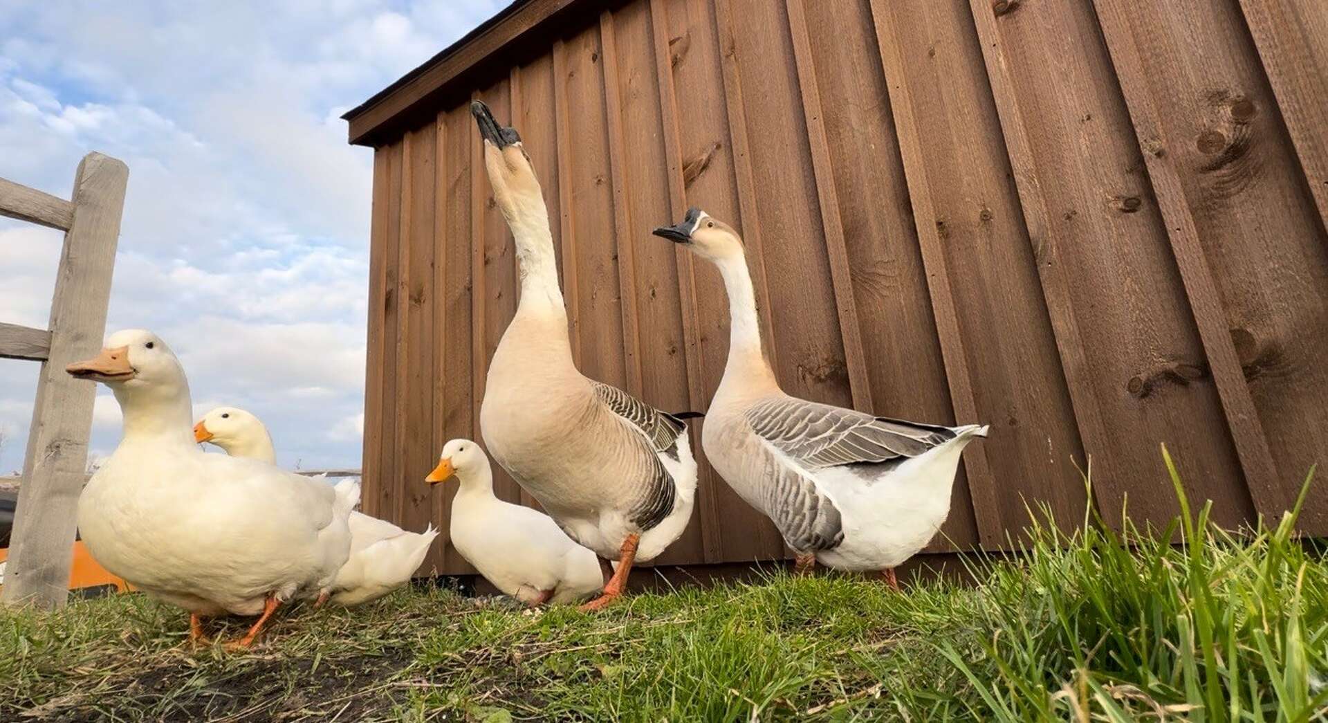 How Lebanon's Blue Iris Farm became a sanctuary for animals and people