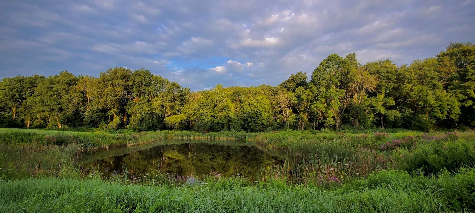 How Lebanon's Blue Iris Farm became a sanctuary for animals and people