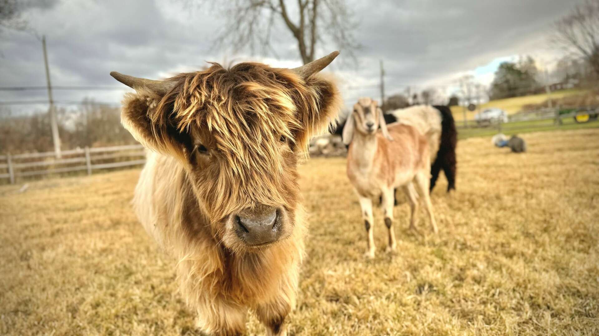 How Lebanon's Blue Iris Farm became a sanctuary for animals and people