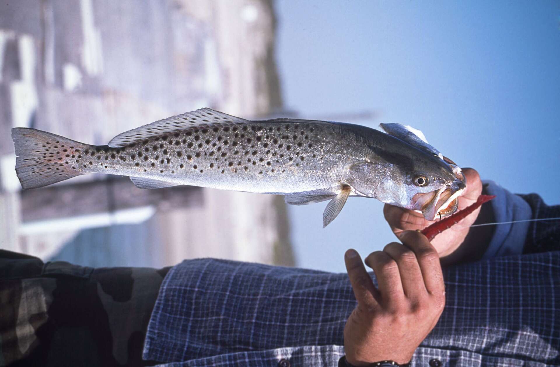 Texas fishing fans freak out over spotless spotted sea trout